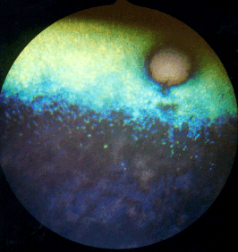 EYE CONDITIONS IN LABS RIOROCK LABS LABRADORS