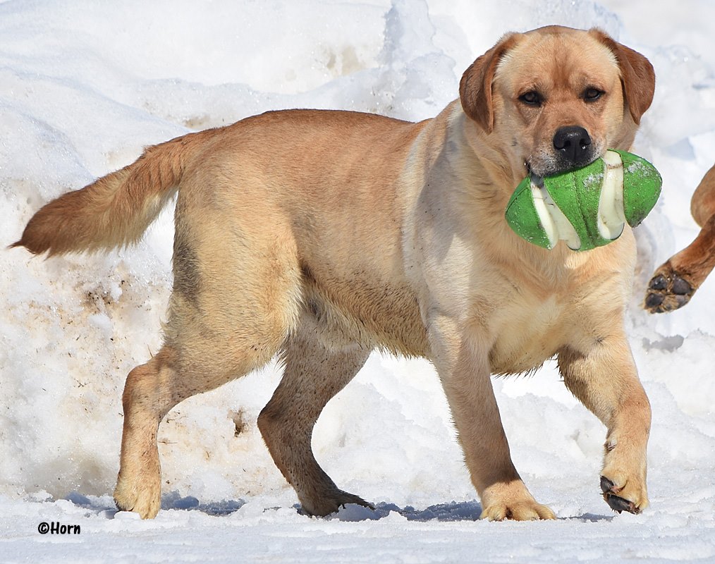 RIOROCK'S HIGH WATER WARNING (WADE) YELLOW LABRADOR
