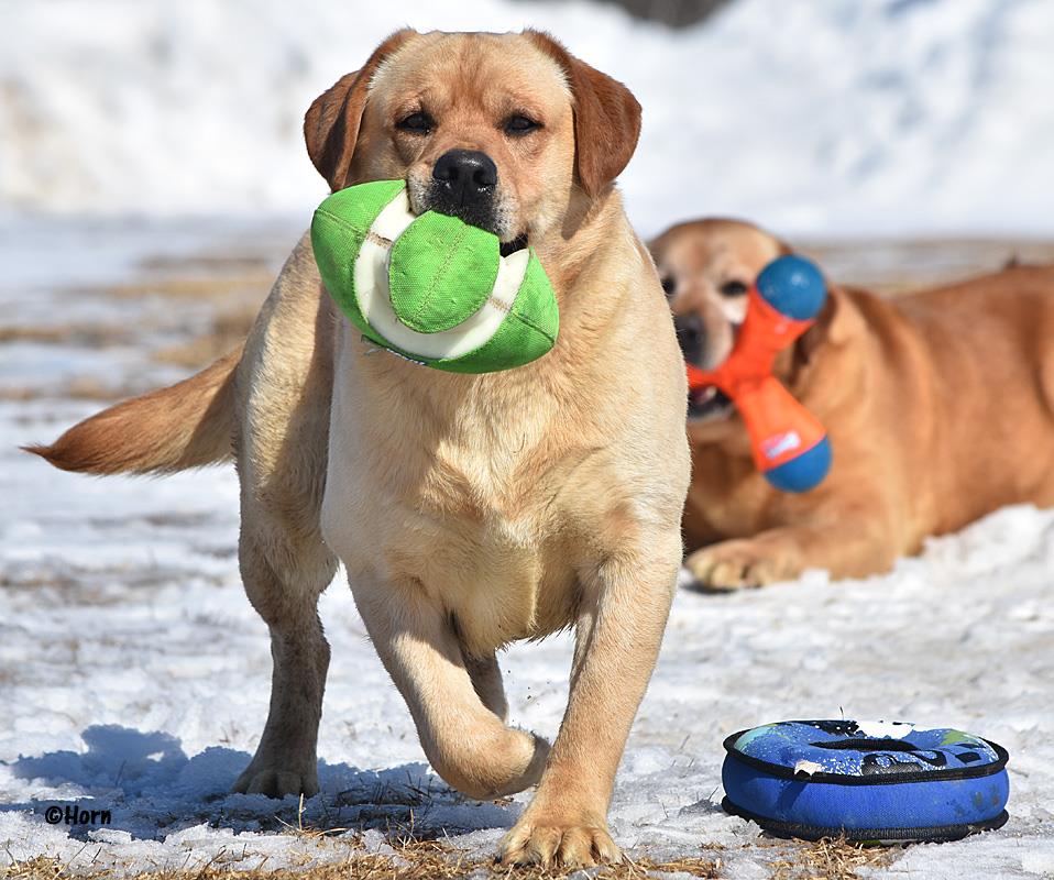RIOROCK'S HIGH WATER WARNING (WADE) YELLOW LABRADOR