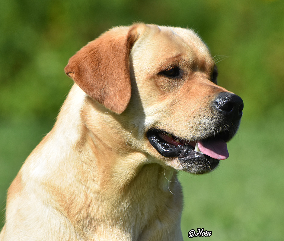 RIOROCK'S HIGH WATER WARNING (WADE) YELLOW LABRADOR