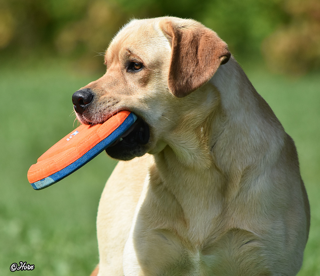 RIOROCK'S HIGH WATER WARNING (WADE) YELLOW LABRADOR