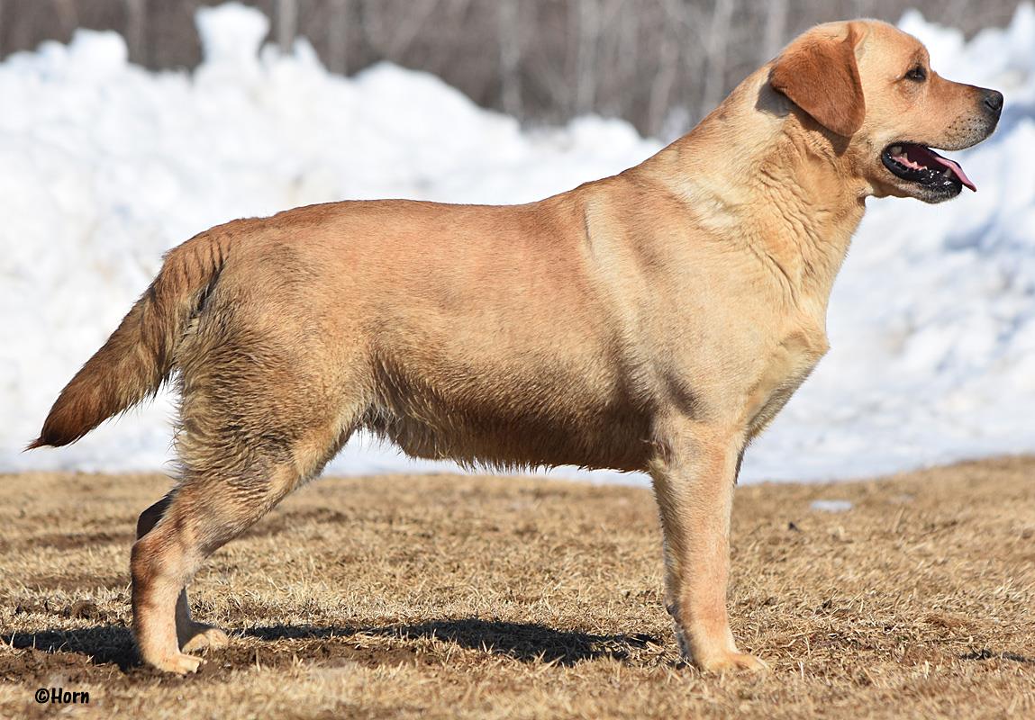 RIOROCK'S HIGH WATER WARNING (WADE) YELLOW LABRADOR