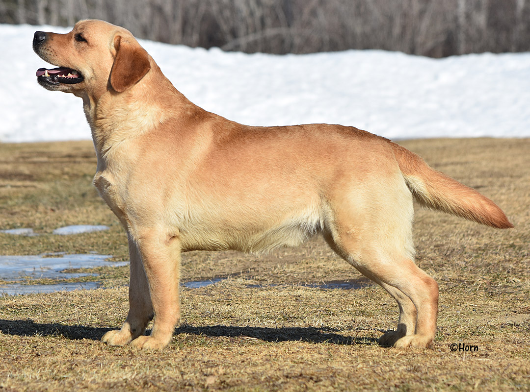 RIOROCK'S HIGH WATER WARNING (WADE) YELLOW LABRADOR