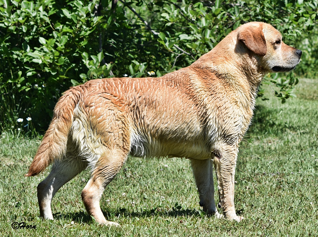 RIOROCK'S HIGH WATER WARNING (WADE) YELLOW LABRADOR