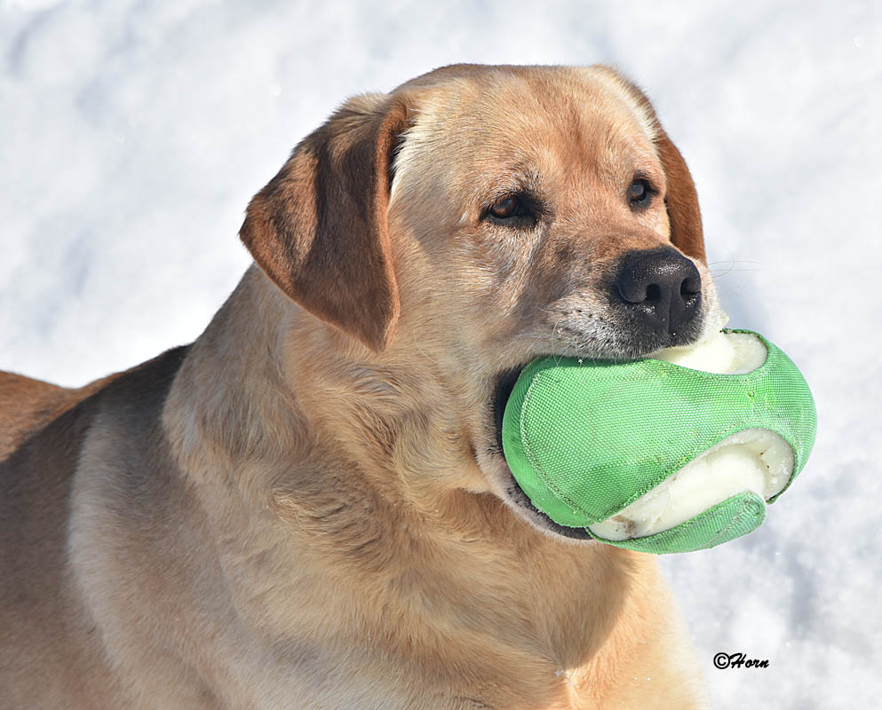 RIOROCK'S HIGH WATER WARNING (WADE) YELLOW LABRADOR