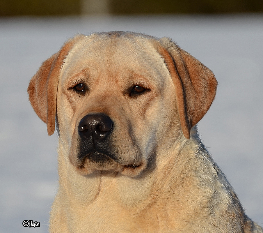 RIOROCK'S HIGH WATER WARNING (WADE) YELLOW LABRADOR