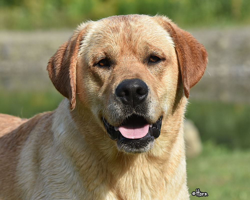 RIOROCK'S HIGH WATER WARNING (WADE) YELLOW LABRADOR