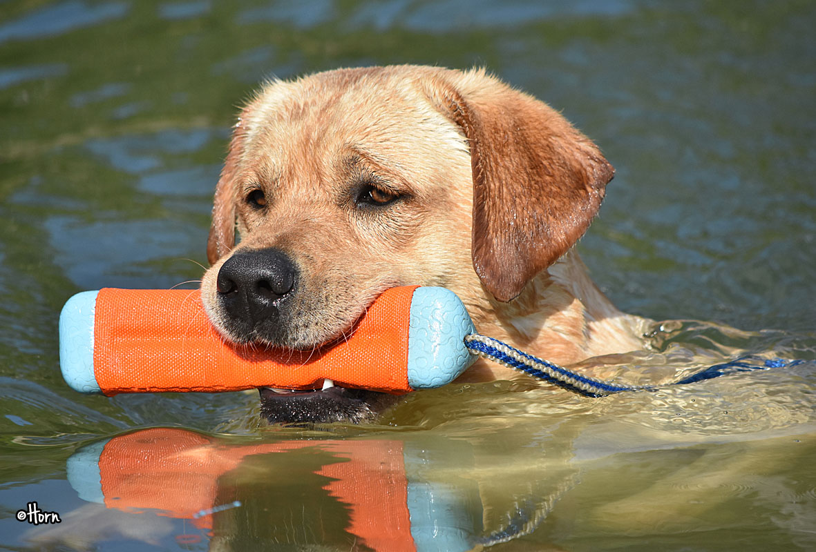 RIOROCK'S HIGH WATER WARNING (WADE) YELLOW LABRADOR