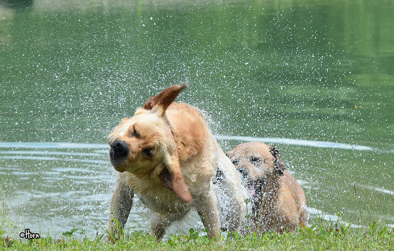 RIOROCK'S HIGH WATER WARNING (WADE) YELLOW LABRADOR
