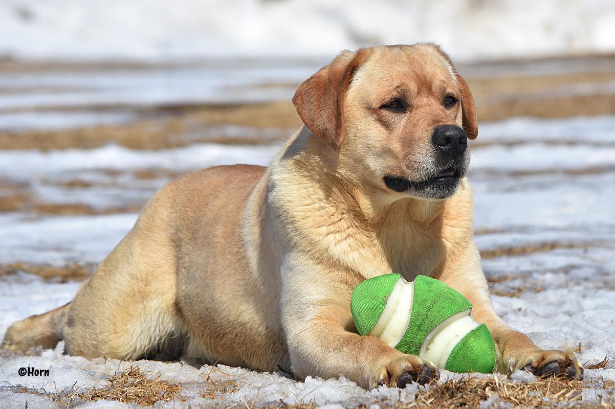 RIOROCK'S HIGH WATER WARNING (WADE) YELLOW LABRADOR