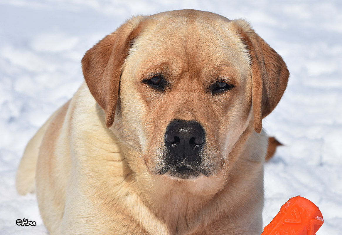 RIOROCK'S HIGH WATER WARNING (WADE) YELLOW LABRADOR