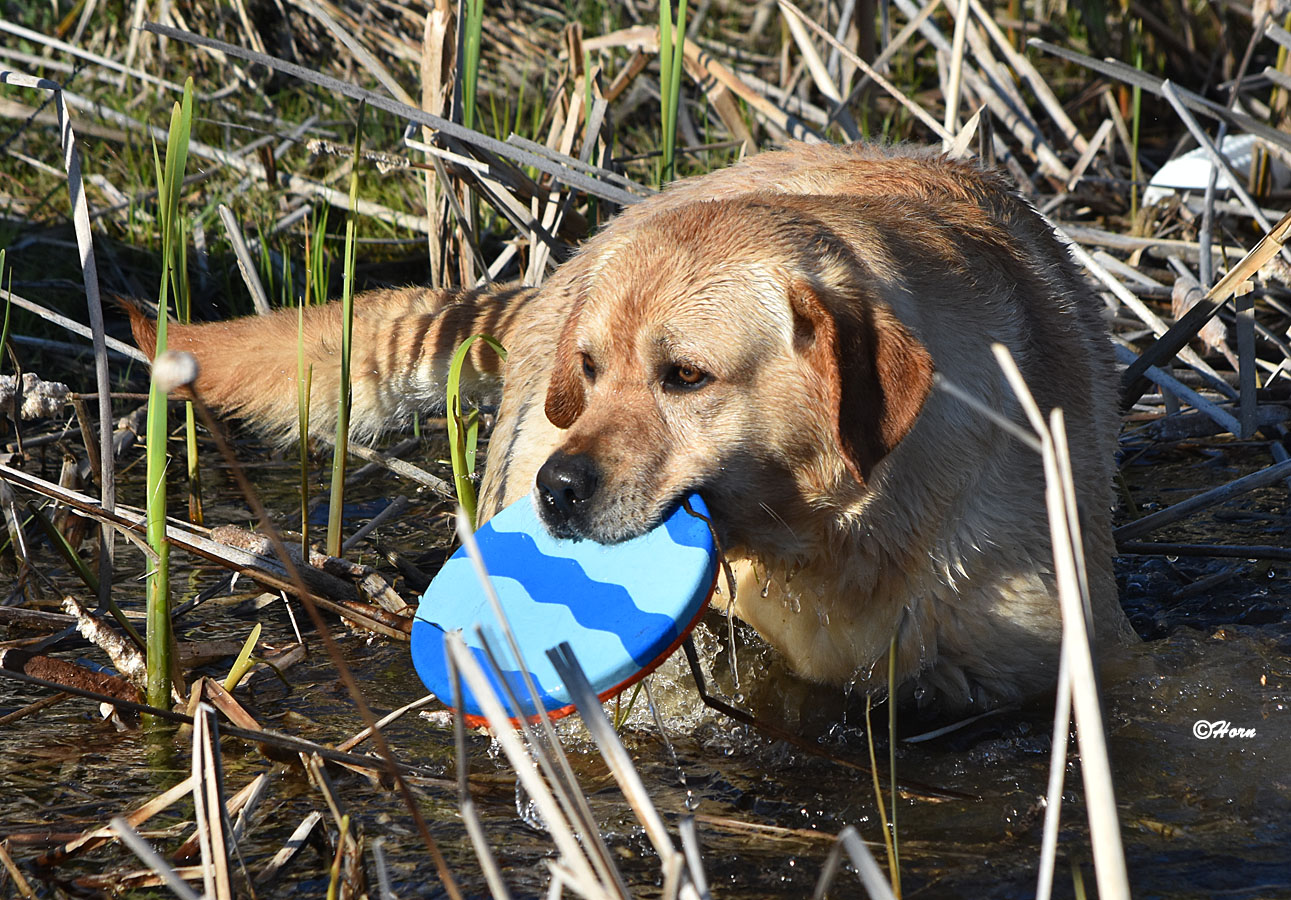 RIOROCK'S HIGH WATER WARNING (WADE) YELLOW LABRADOR