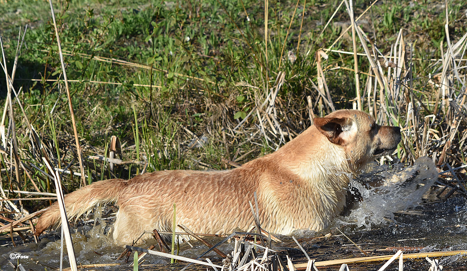 RIOROCK'S HIGH WATER WARNING (WADE) YELLOW LABRADOR