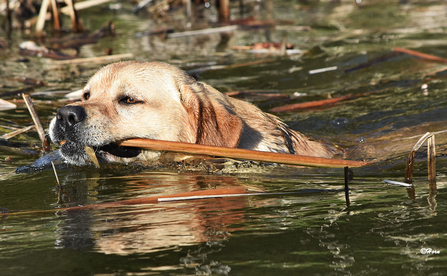RIOROCK'S HIGH WATER WARNING (WADE) YELLOW LABRADOR