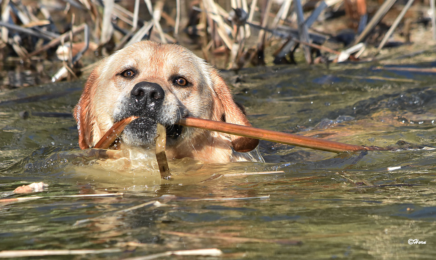 RIOROCK'S HIGH WATER WARNING (WADE) YELLOW LABRADOR