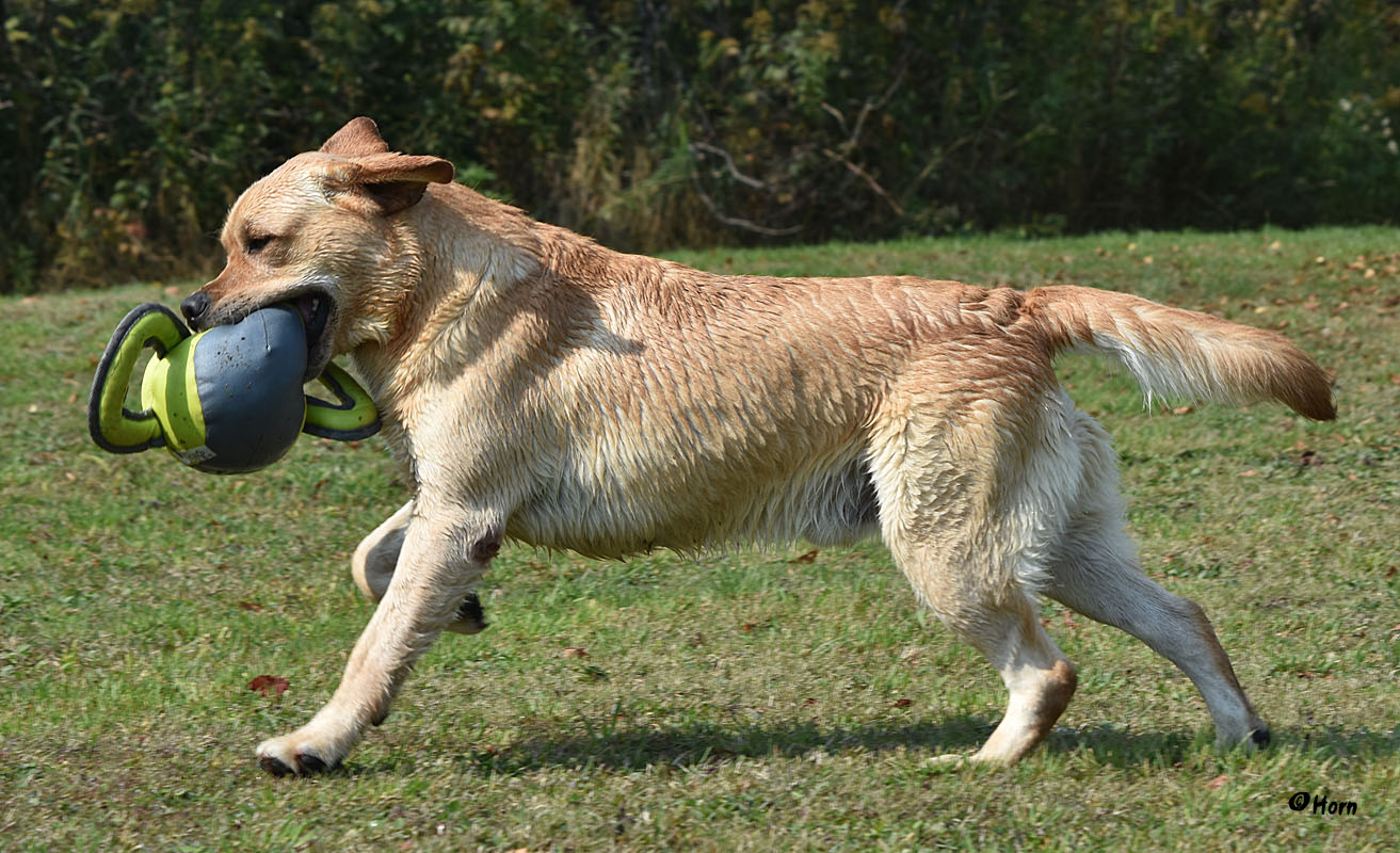 RIOROCK'S HIGH WATER WARNING (WADE) YELLOW LABRADOR