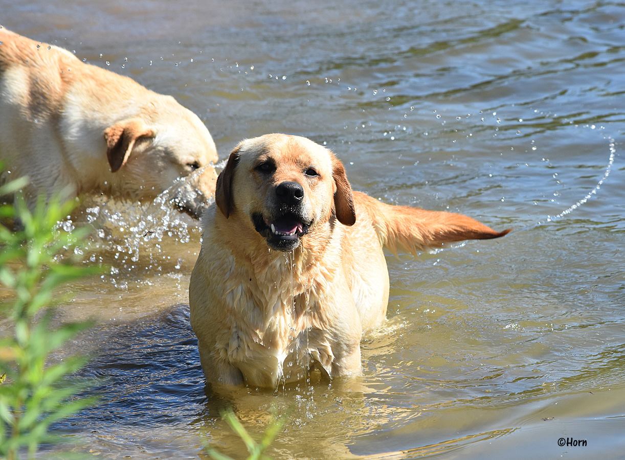 RIOROCK'S HIGH WATER WARNING (WADE) YELLOW LABRADOR