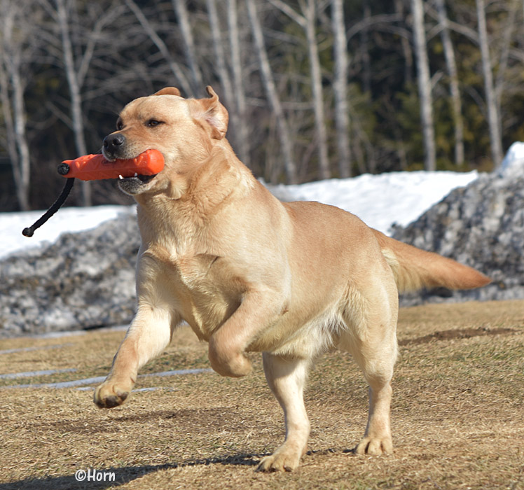 RIOROCK'S HIGH WATER WARNING (WADE) YELLOW LABRADOR